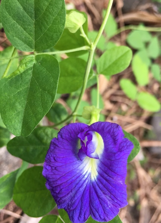 Blue Pea from Réunion on July 12, 2019 at 02:30 PM by Danielle Frohlich ...