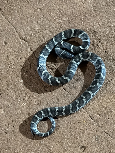 Colubrid Snakes (Colubridae) - Snakes and Lizards