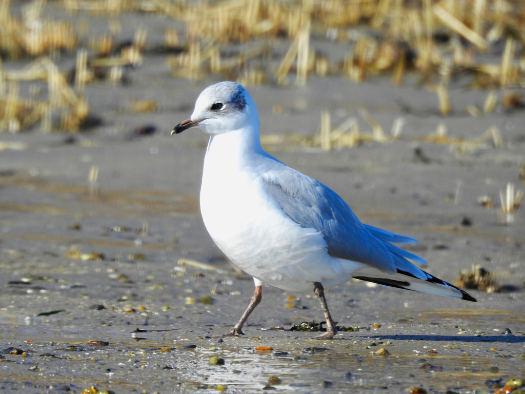 Black-headed × Ring-billed Gull from Town Landing Rd, Falmouth, ME, US ...