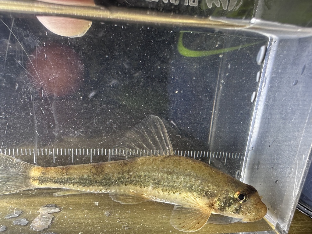 Microphysogobio chenhsienensis from 金坤·雍景园, 黄山市, 安徽省, CN on February 19 ...