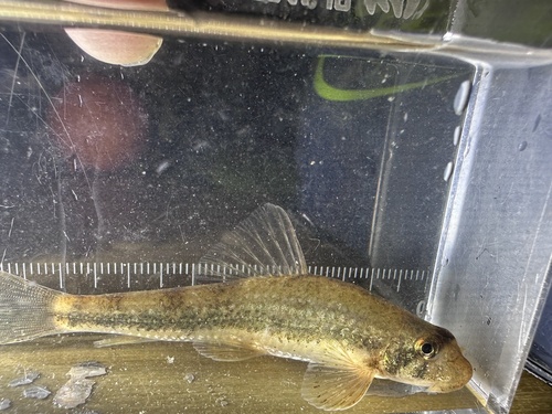 Microphysogobio chenhsienensis · iNaturalist