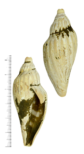 Subfamily Fulgorariinae · iNaturalist