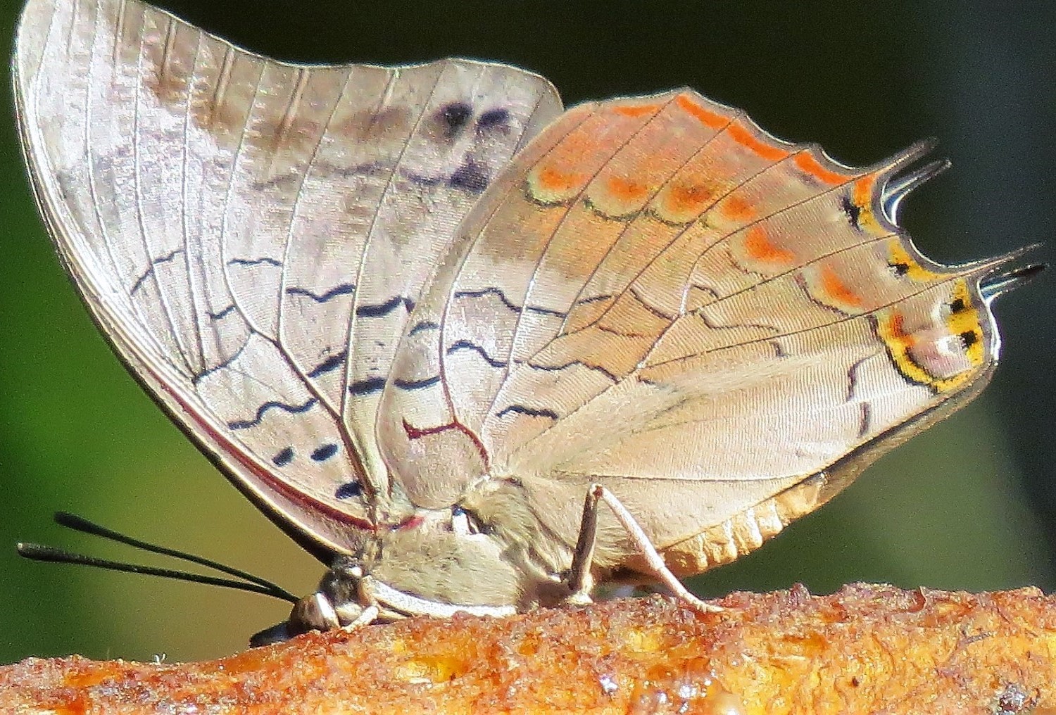 Charaxes viola Butler, 1865