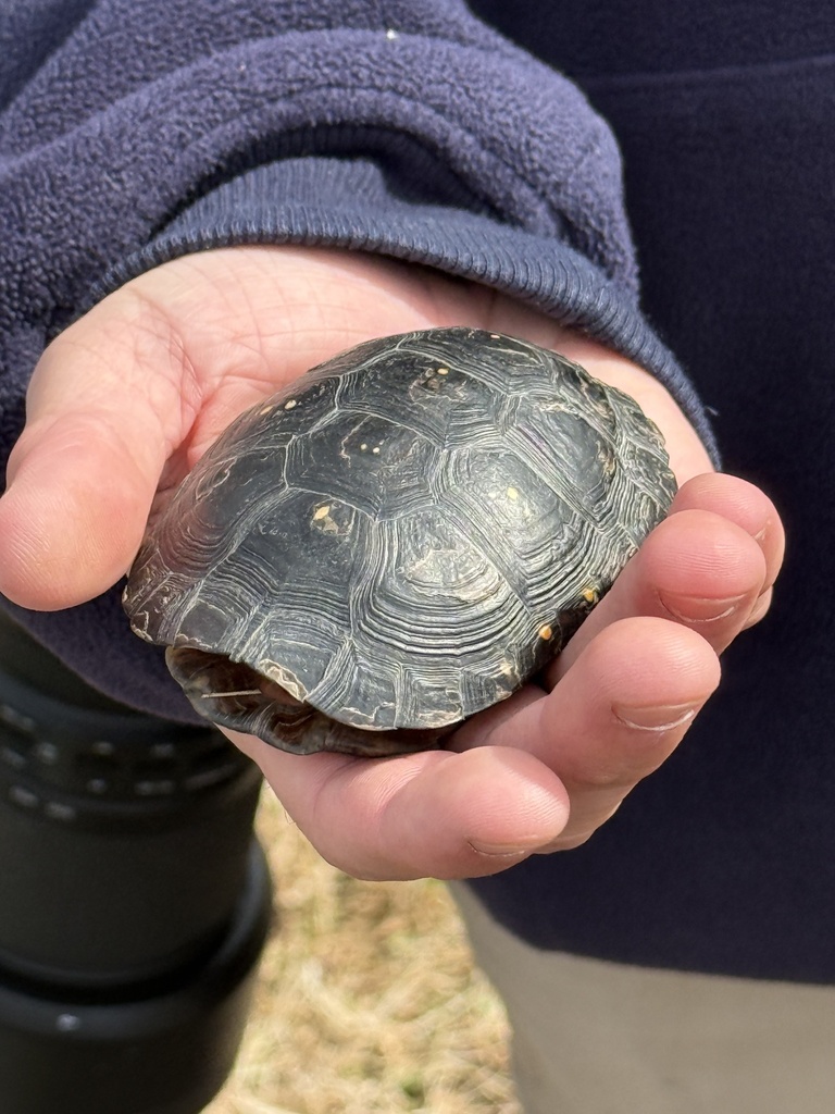 Spotted Turtle in February 2026 by Henry Dennison · iNaturalist
