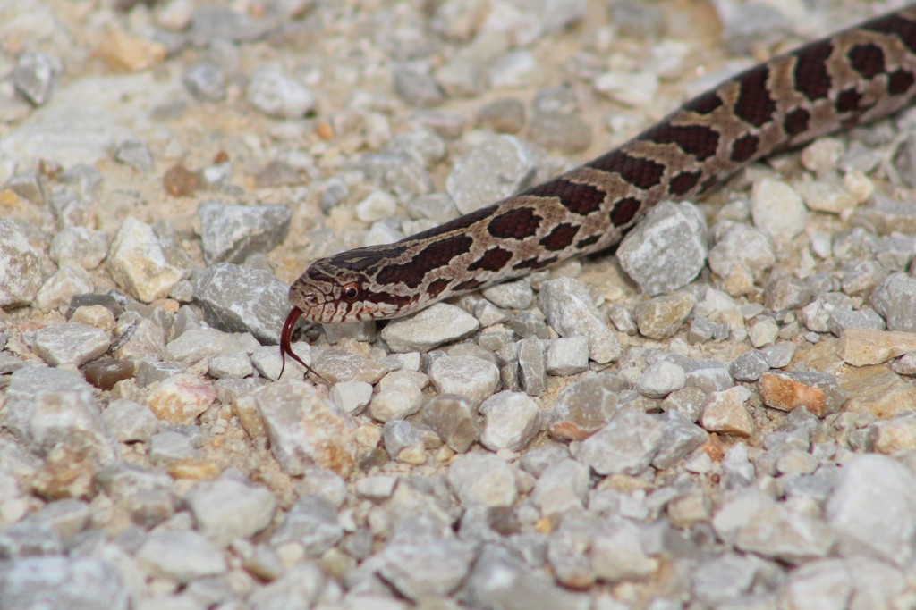 Prairie Kingsnake from Colorado County, TX, USA on September 29, 2019 ...