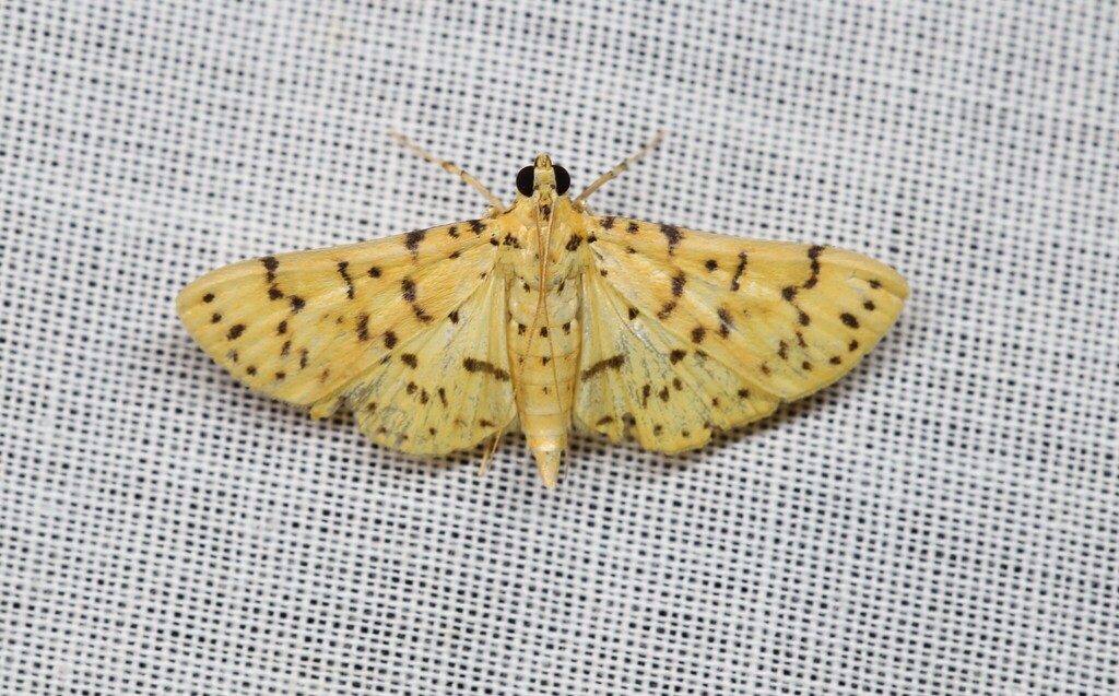 Yellow Peach Moth from Kerry QLD 4285, Australia on February 20, 2026 ...