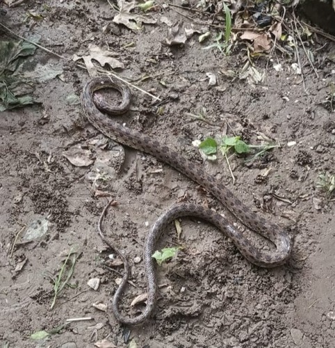 Colubrid Snakes (Colubridae) - Snakes and Lizards