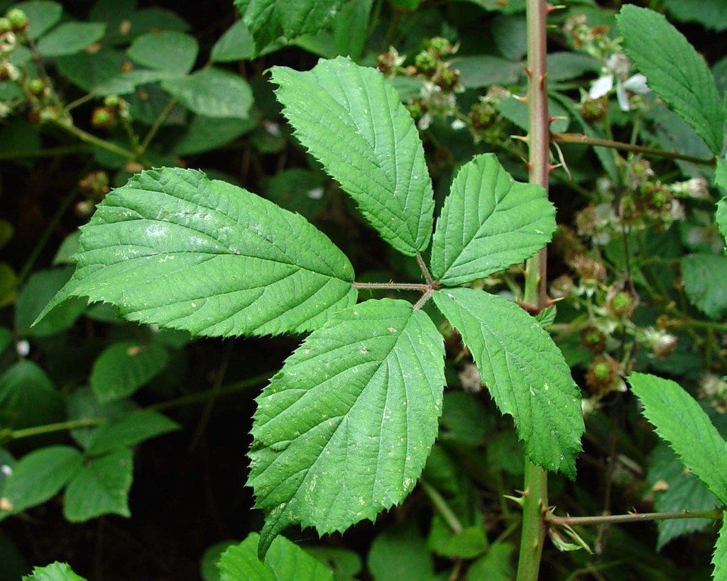 pink-flowered bramble from Whitegate Way, Cheshire West and Chester, UK ...