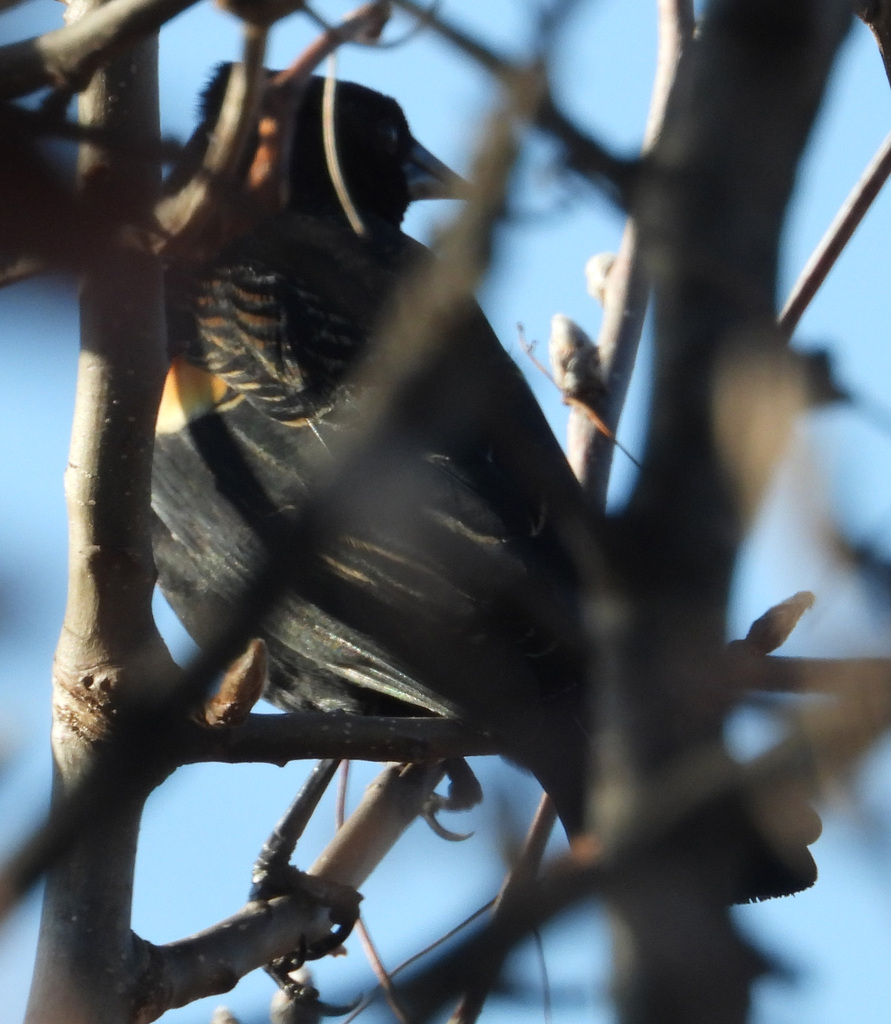 Red-winged Blackbird from FDA Blvd, Silver Spring, MD, USA on February ...