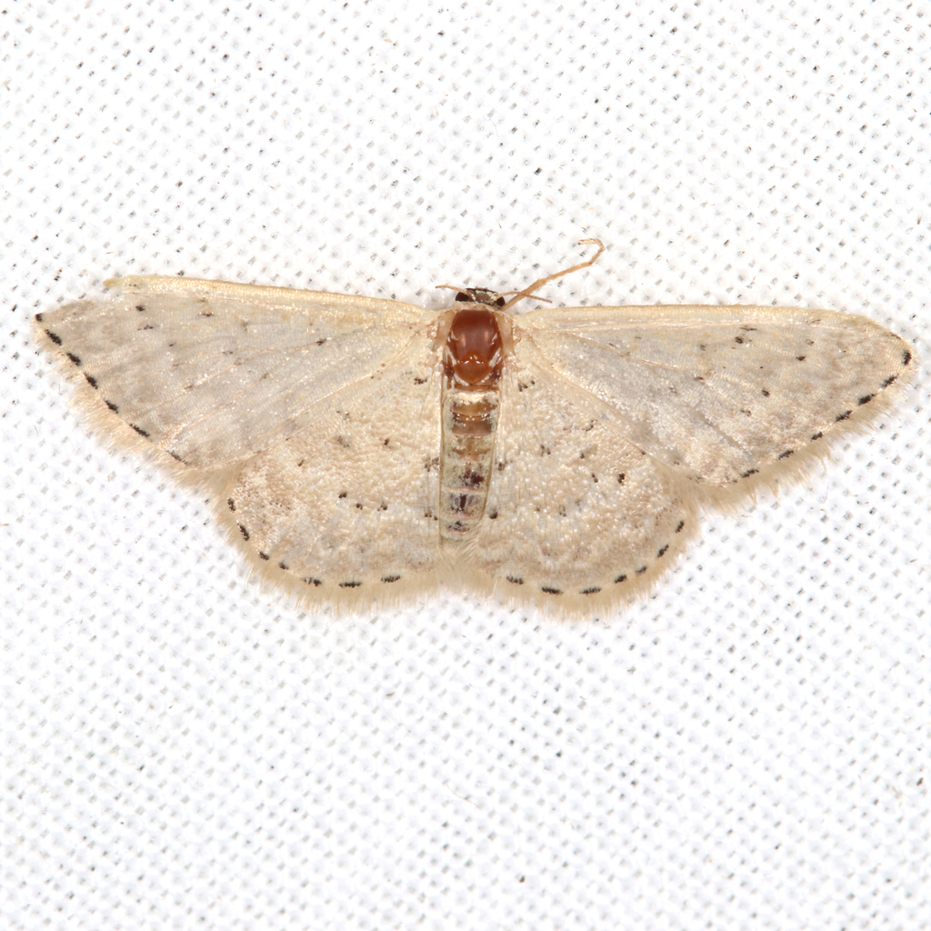 Flecked Wave Moth from Addington VIC 3352, Australia on February 8 ...