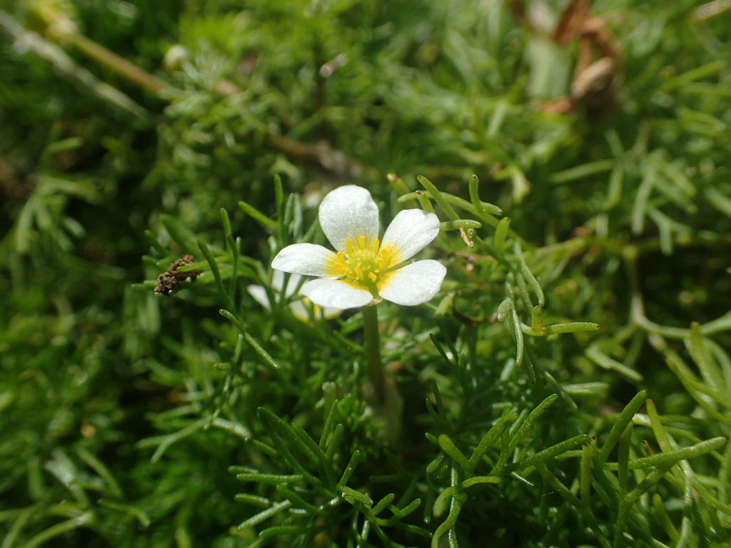 common water-crowfoot (NatCarbon EC Plant Guide) · iNaturalist