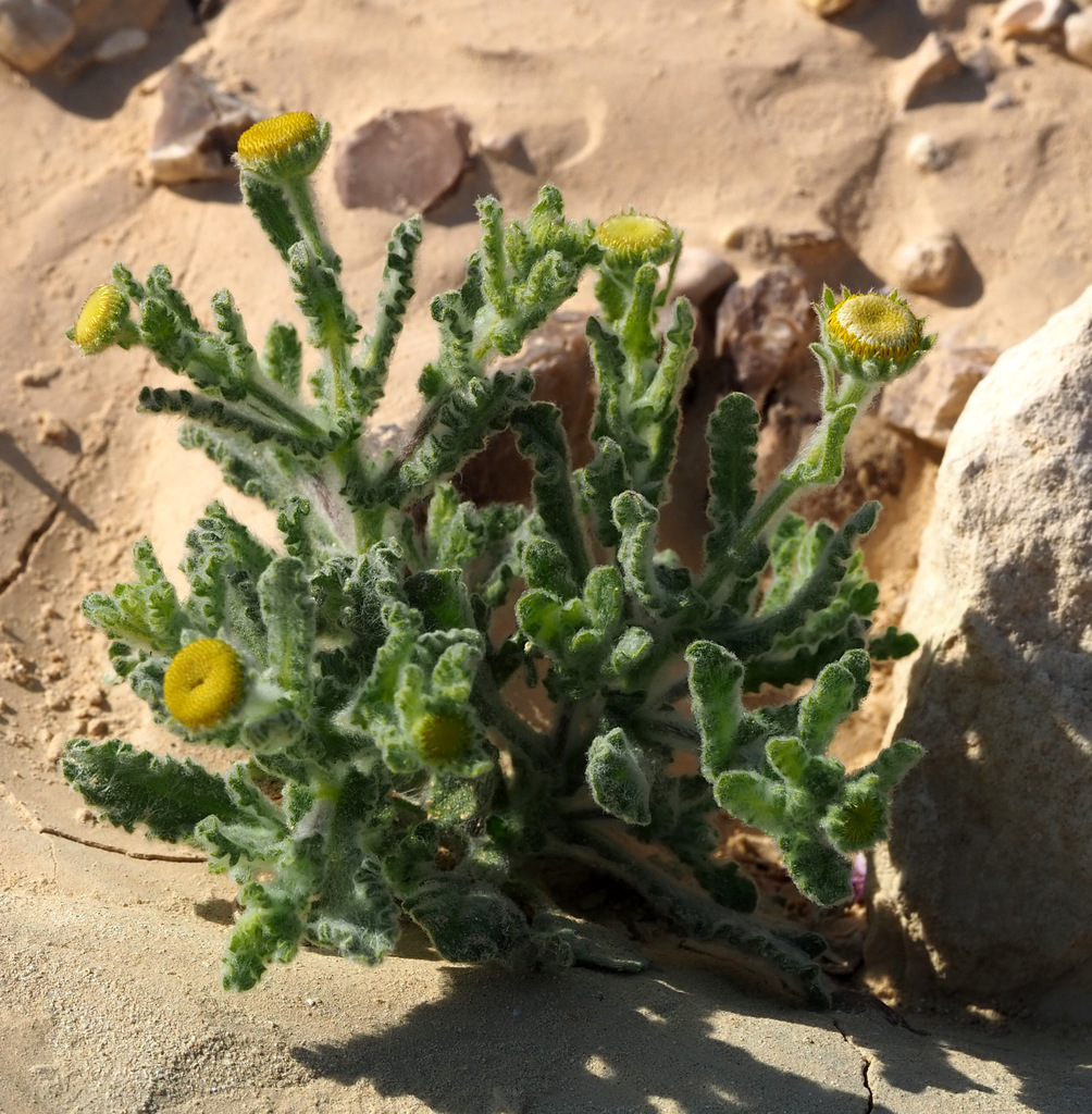 Pulicaria incisa (Plants of Saudi Arabia) · iNaturalist