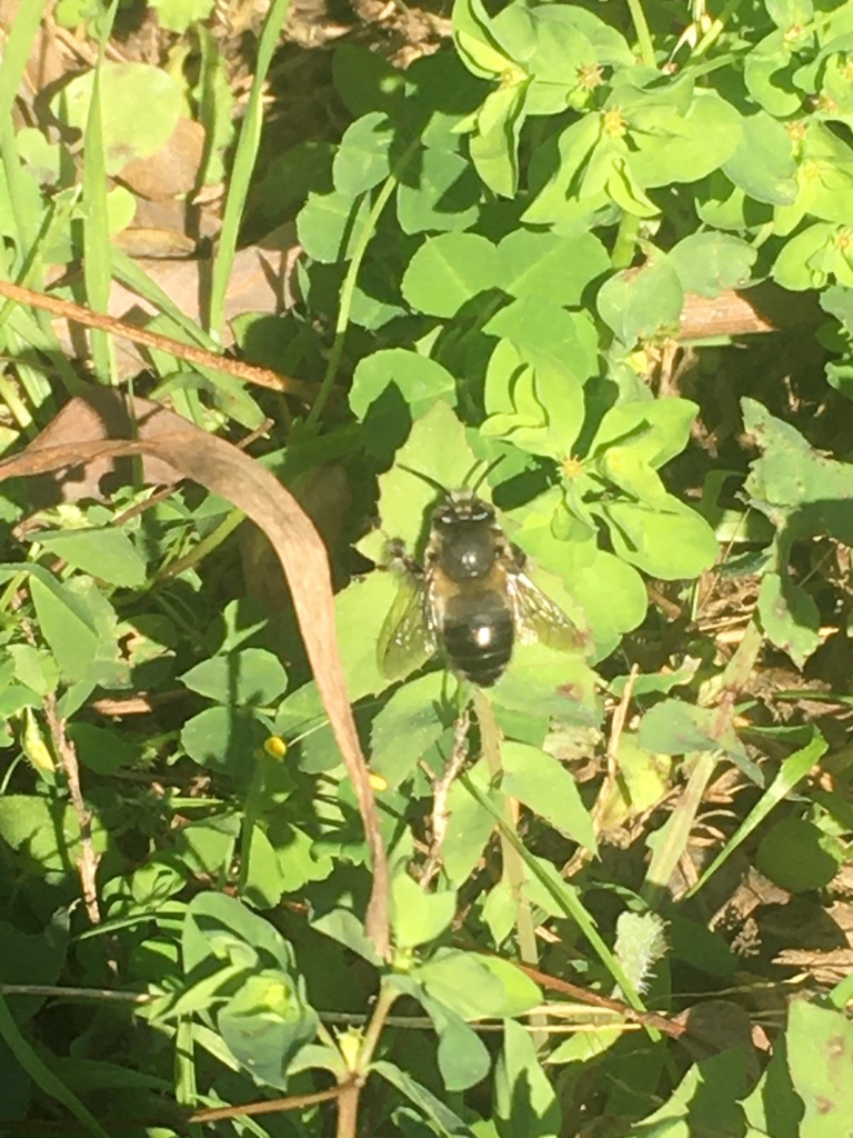 Common Digger Bees from Parc de Diagonal-Mar, Barcelona, Cataluña, ES ...