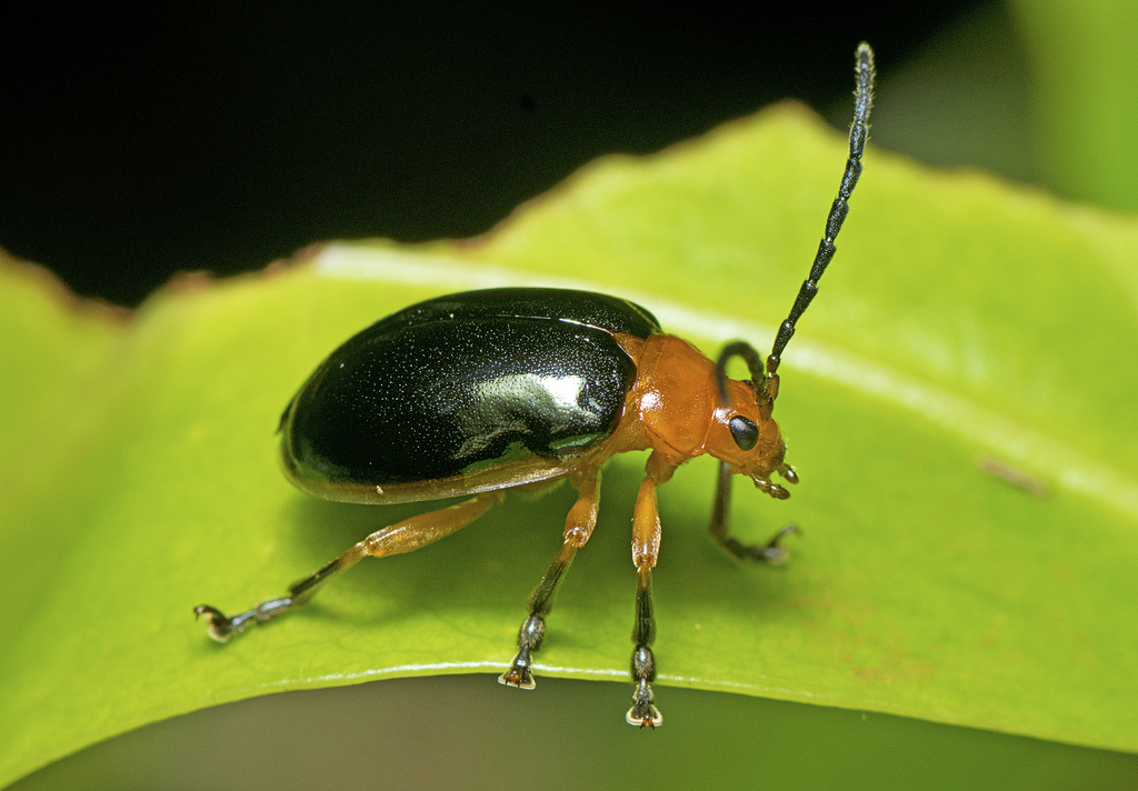Oides laetabilis from 1964 Mount Glorious Rd, Mount Glorious QLD 4520 ...