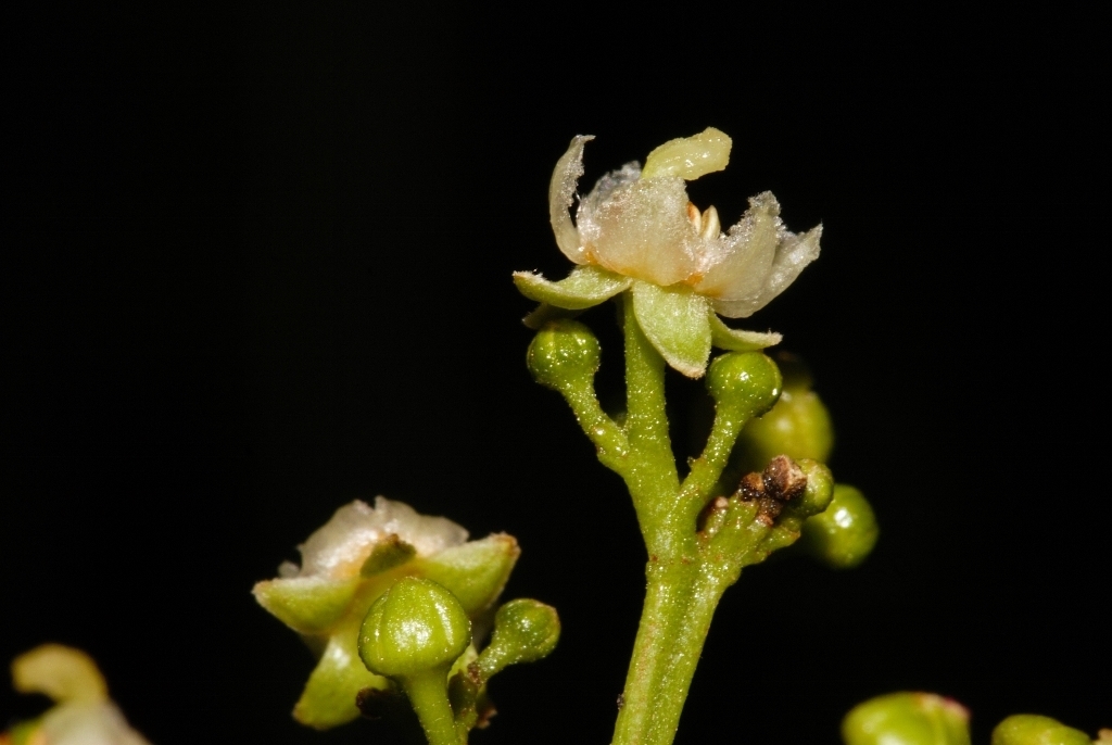 fern tree (Filicium decipiens) - Botanical Realm