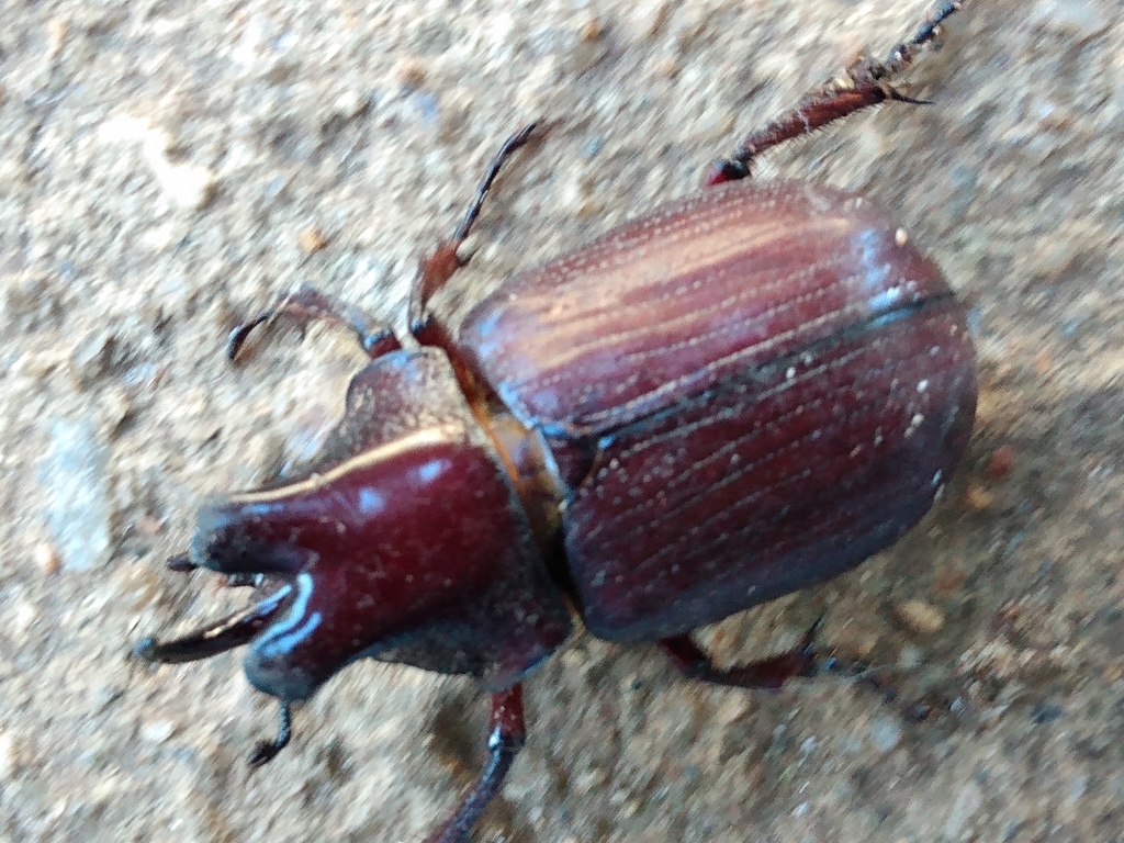 Coelosis biloba from Espírito Santo do Pinhal - SP, 13990-000, Brasil ...