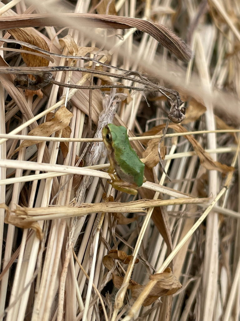 Japanese Tree Frog from Koyama, Nose, Osaka, JP on July 24, 2024 at 03: ...