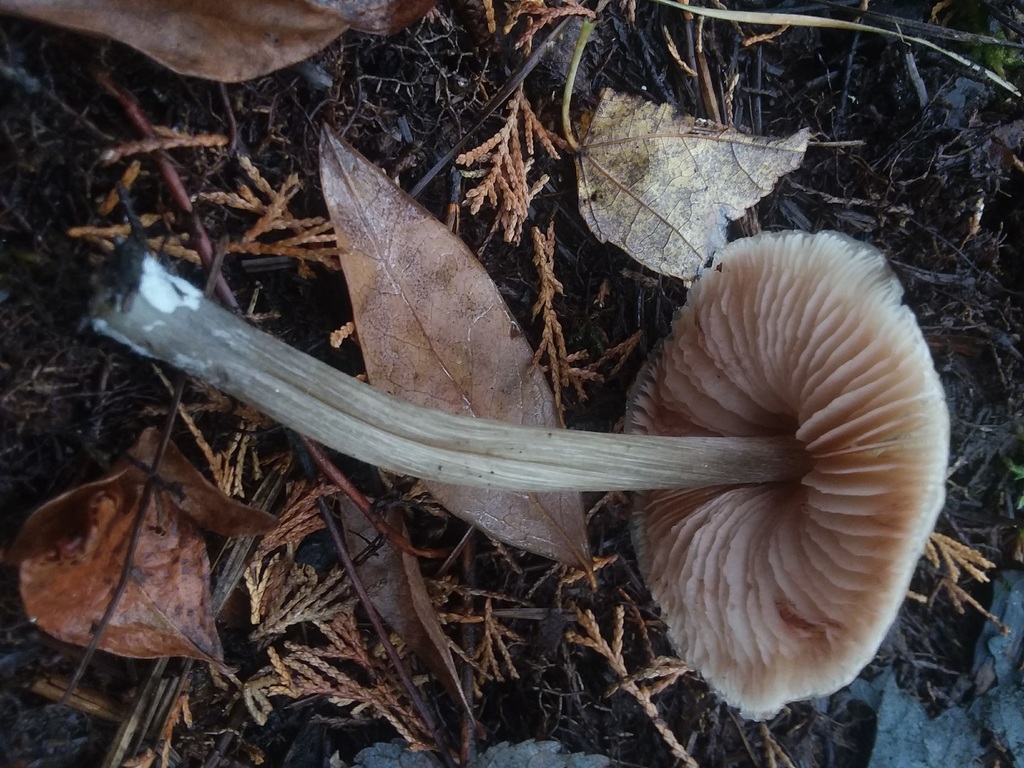 Straight-stalked Entoloma (Siuslaw Model Forest Bioblitz – September 17 ...