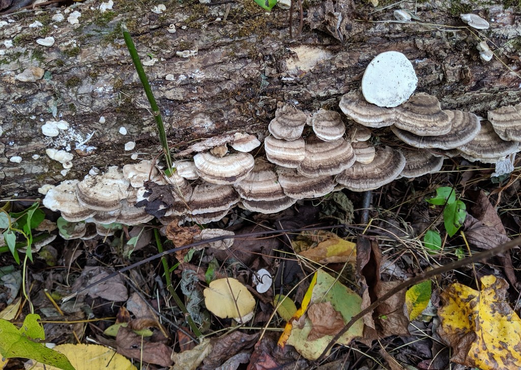 Latte Bracket from Bucks Co., Pennsylvania, USA on August 27, 2019 by ...