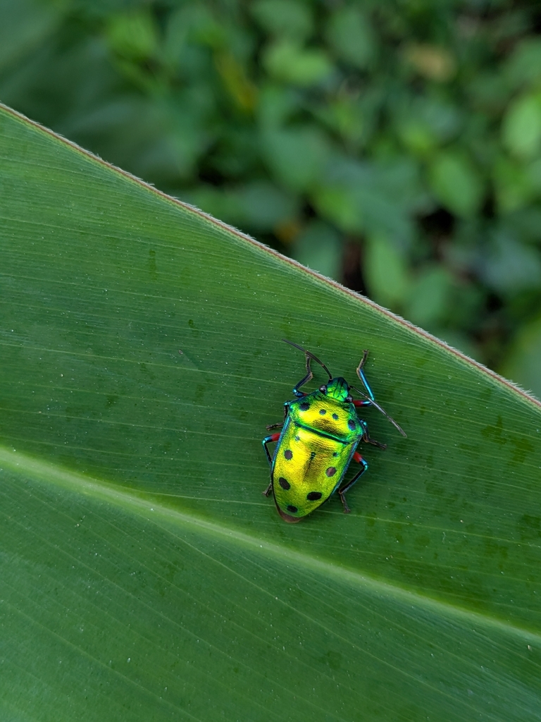 Calliphara excellens from Shuritonokuracho, Naha, Okinawa 903-0812 ...