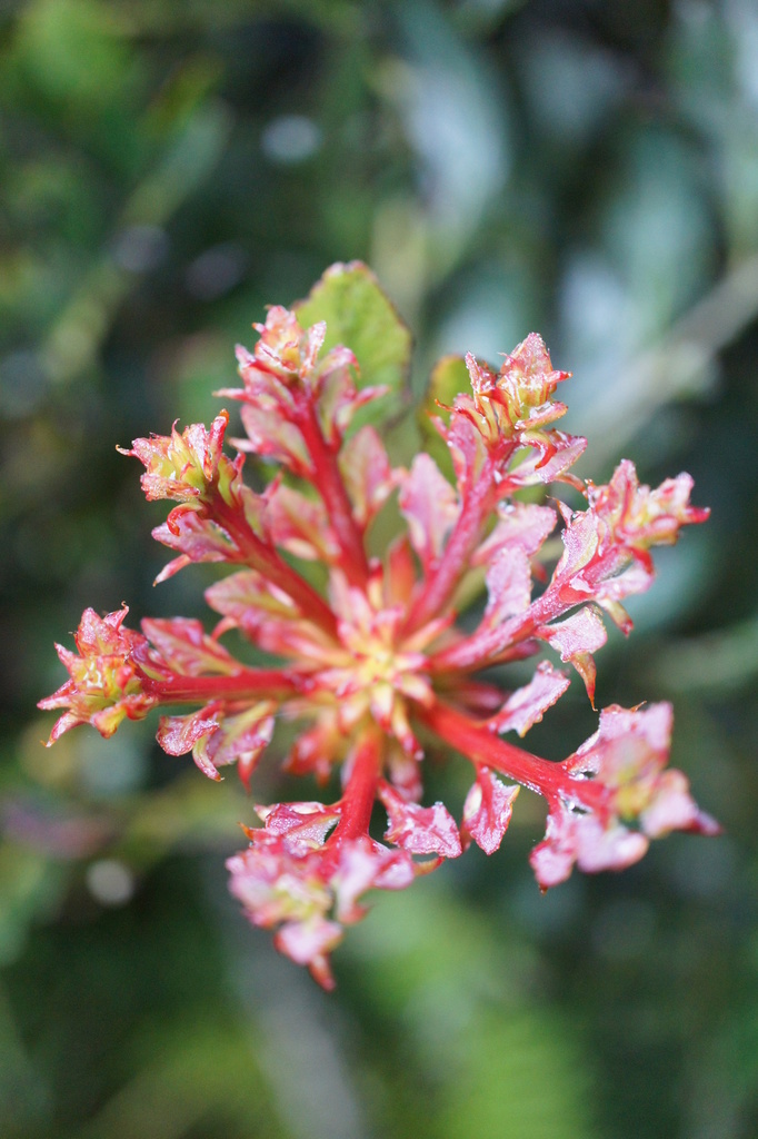 celery-pine (Phyllocladus hypophyllus) - Botanical Realm