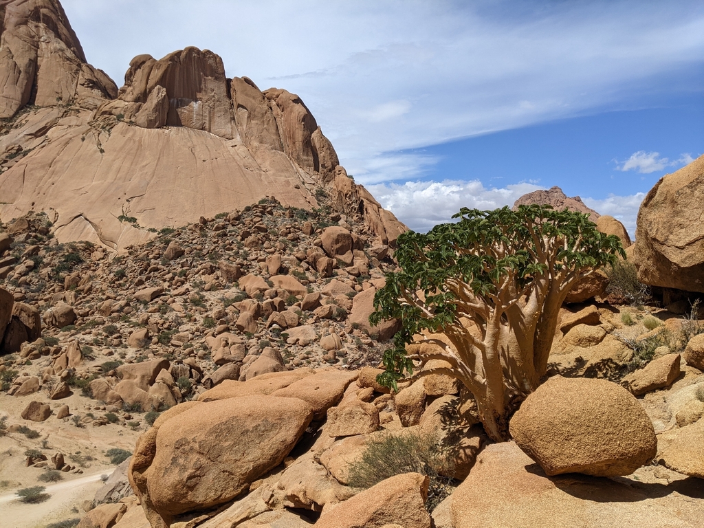 Cobas Tree from 5568+JPQ, Namibia on February 21, 2026 at 03:04 PM by ...