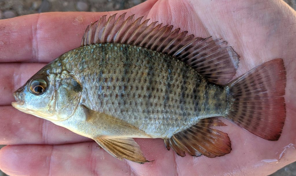 Nile Tilapia (Oreochromis niloticus) - Marine Life Identification