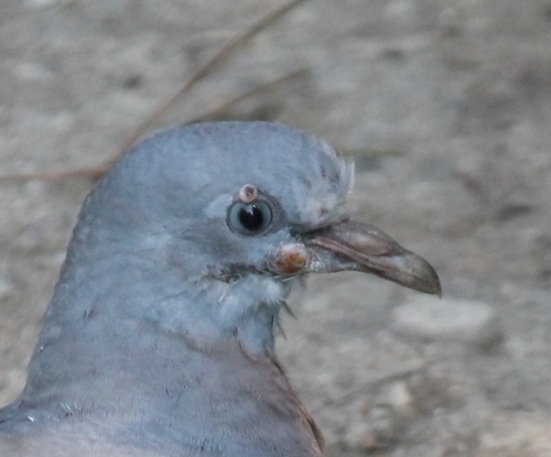 Avian pox viruses (Genus Avipoxvirus) · iNaturalist