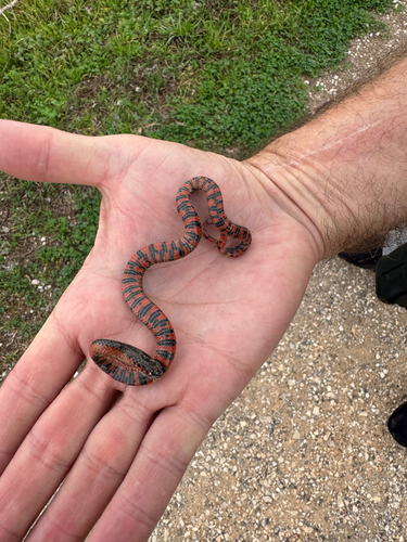 Western Mudsnake (Farancia abacura reinwardtii) - Snakes and Lizards