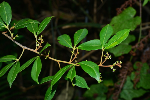 orange climber (Toddalia asiatica) · iNaturalist