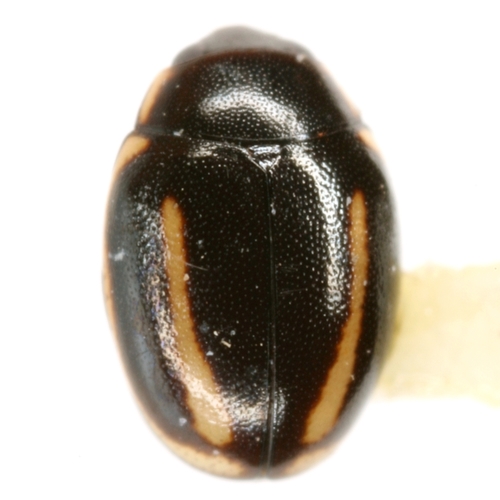 Four-streaked Lady Beetle (Hyperaspis quadrivittata) wildspecies.ca