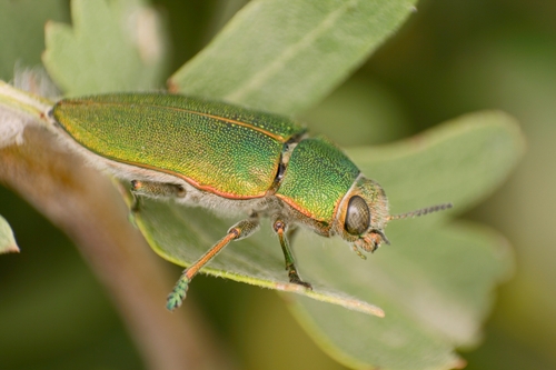 Perotis chlorana · iNaturalist