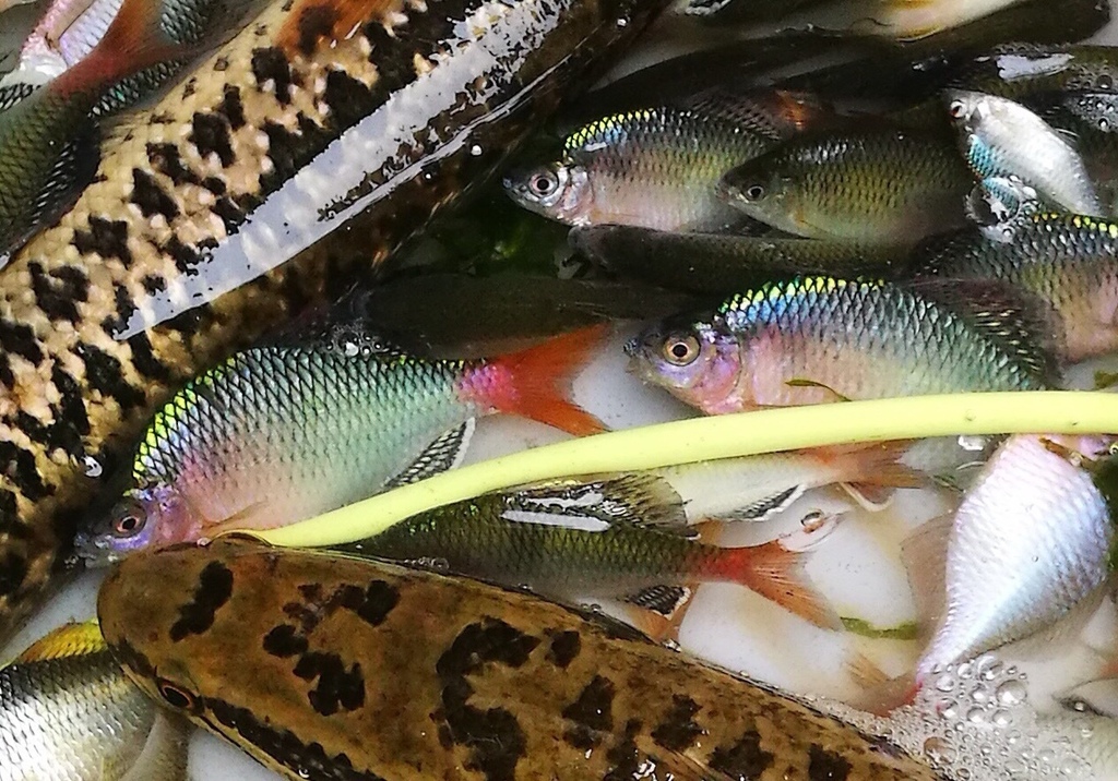 (Acheilognathus tonkinensis) - Marine Life Identification