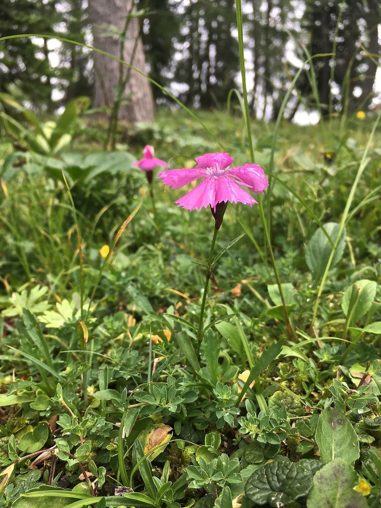 Alpine Pink (Dianthus alpinus) - Botanical Realm