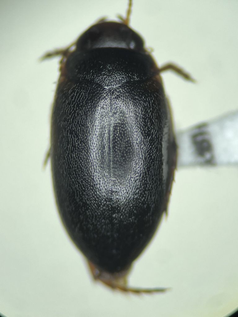 Hydroporus from St. Louis Ponds Park, Gervais, OR, US on February 16 ...