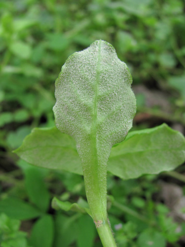 Peronospora media · iNaturalist