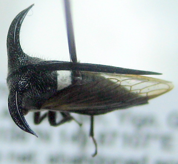 Leptocentrus taurus (Guam's Insects and Terrestrial Arthropods ...