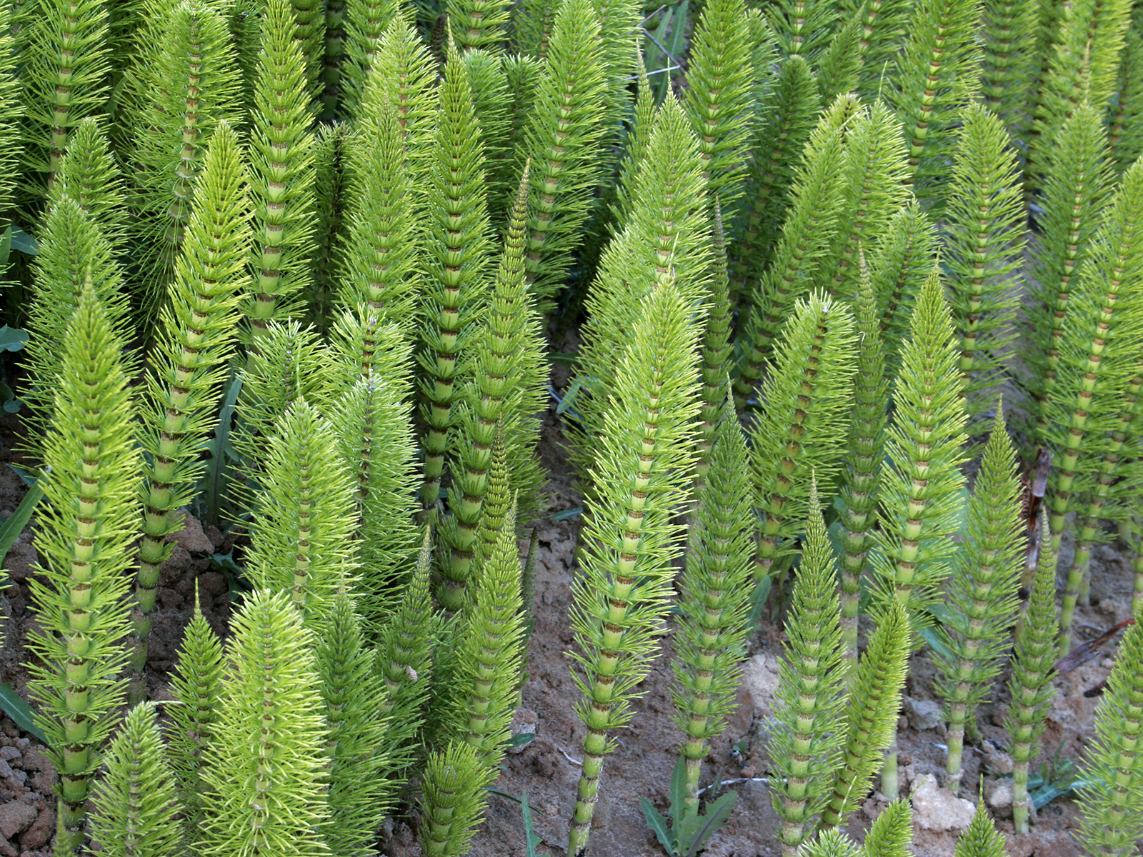 Plantas De Cola De Caballo Cola De Caballo: Beneficios, Usos Y Dónde
