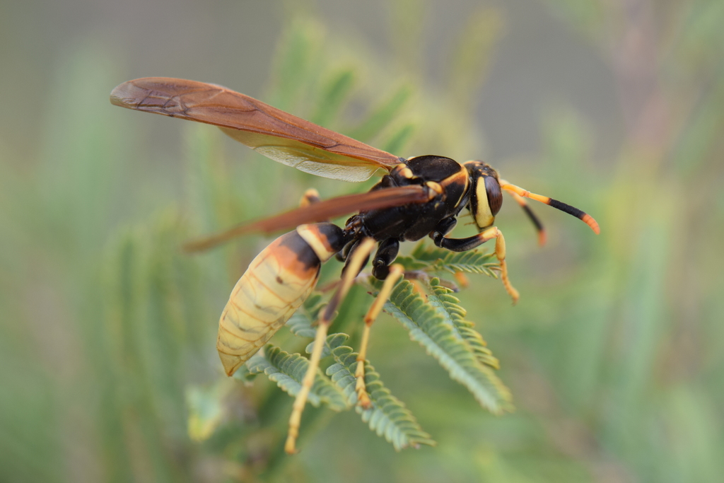 Comanche Paper Wasp from Mapimí Municipality, Durango, Mexico on ...