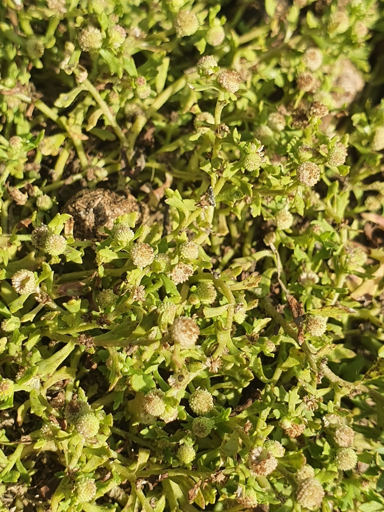 Centipeda minima minima in February 2020 by marshy. Growing at the edge ...