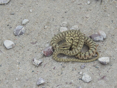 Colubrid Snakes (Colubridae) - Snakes and Lizards