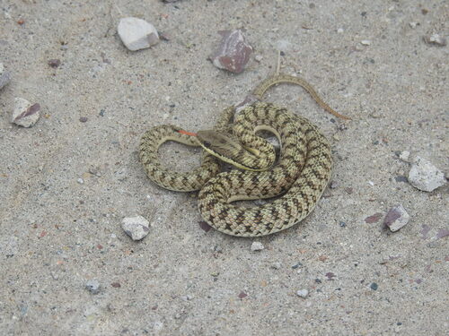 Colubrid Snakes (Colubridae) - Snakes and Lizards