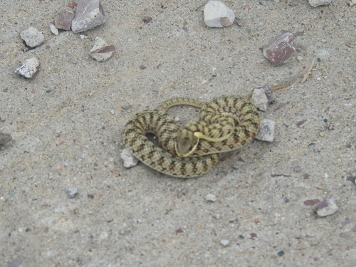 Colubrid Snakes (Colubridae) - Snakes and Lizards