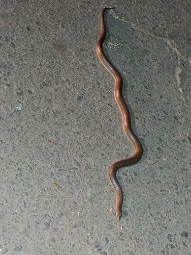 (Paraphimophis) - Snakes and Lizards