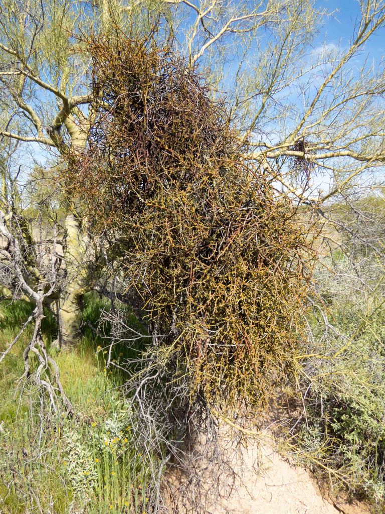 Mesquite Mistletoe from Desert View Village, Phoenix, AZ, USA on ...