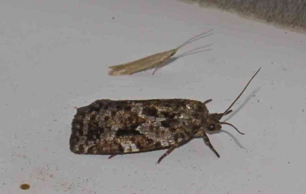 Spruce Budworm Moth from Rue de la Baie, Pabos, QC G0C 2H0, Canada on ...