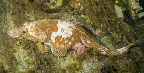 Parachaenichthys charcoti · iNaturalist
