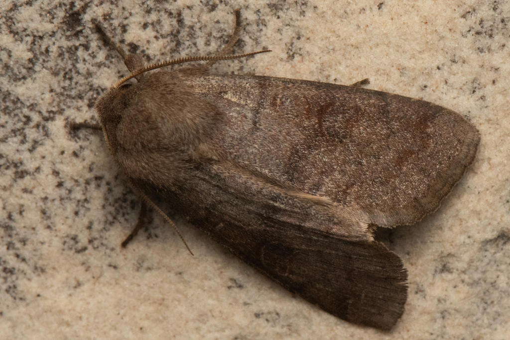 Gray Quaker from Anderson County, TN, USA on February 21, 2026 at 08:55 ...