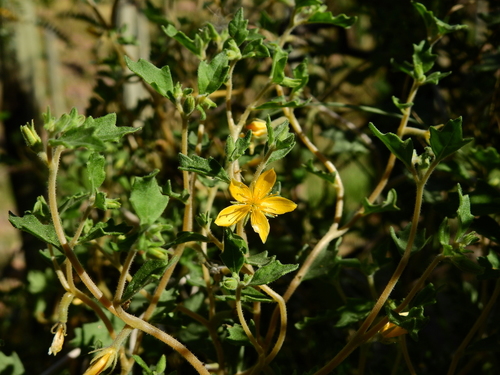 Mentzelia parvifolia · iNaturalist