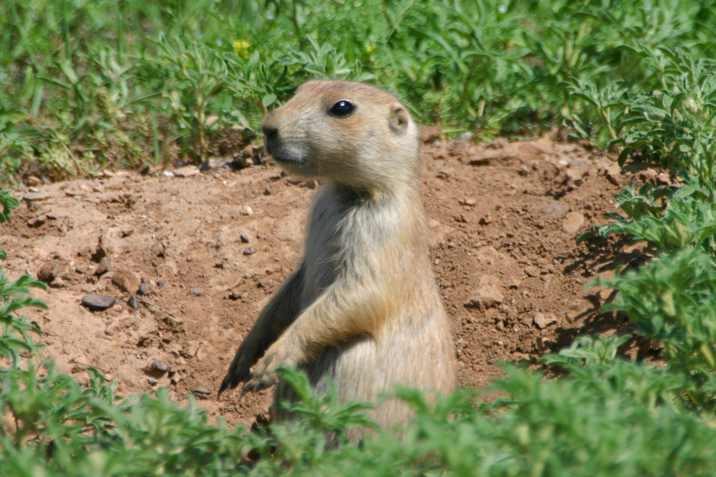 Black-tailed Prairie Dog from WY-110, Devils Tower, WY 82714, USA on ...